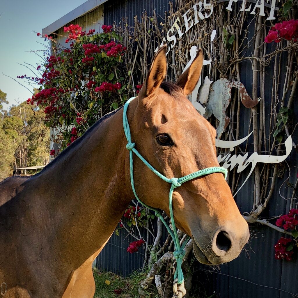 » Meet The HorsesJesters Flat