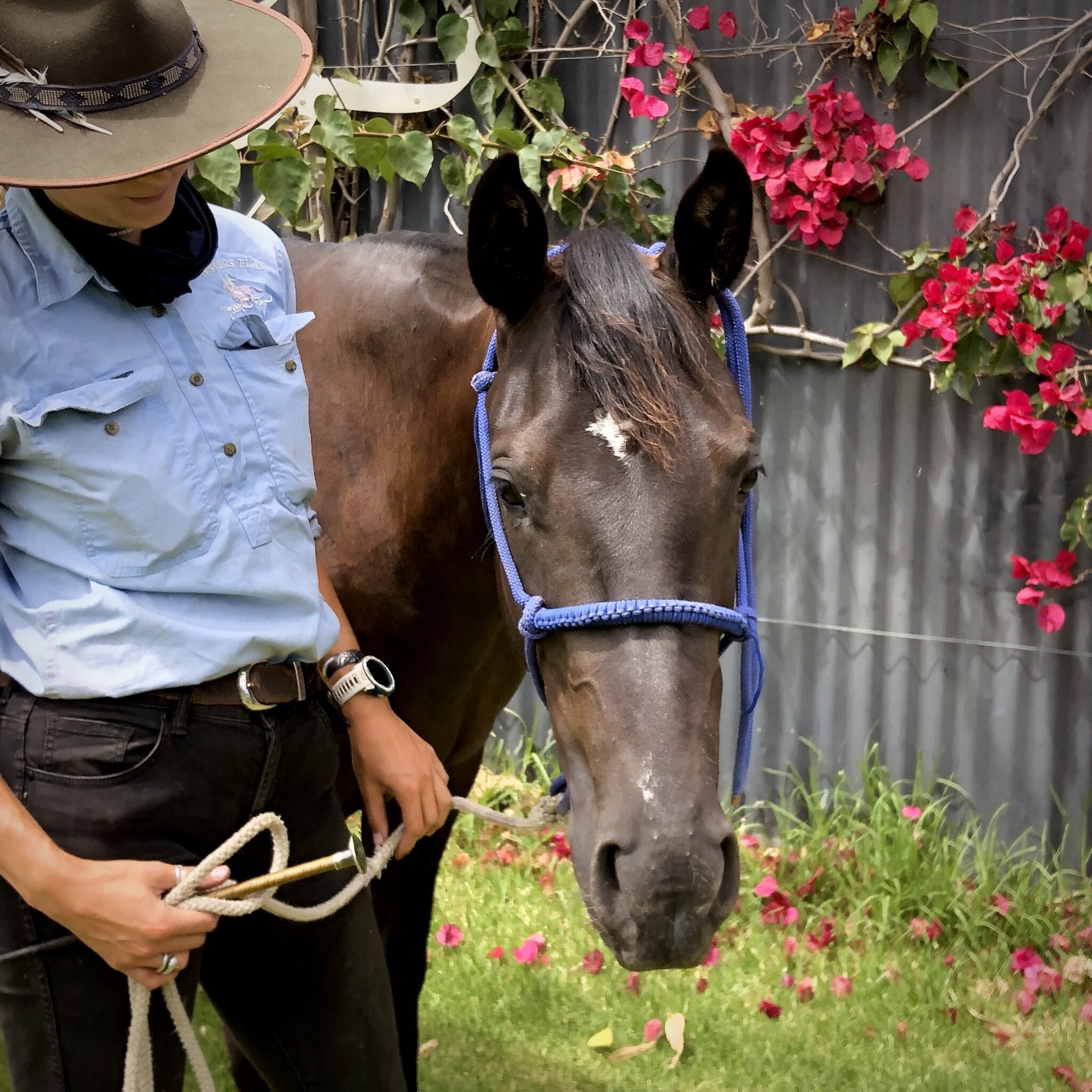 » Meet The HorsesJesters Flat